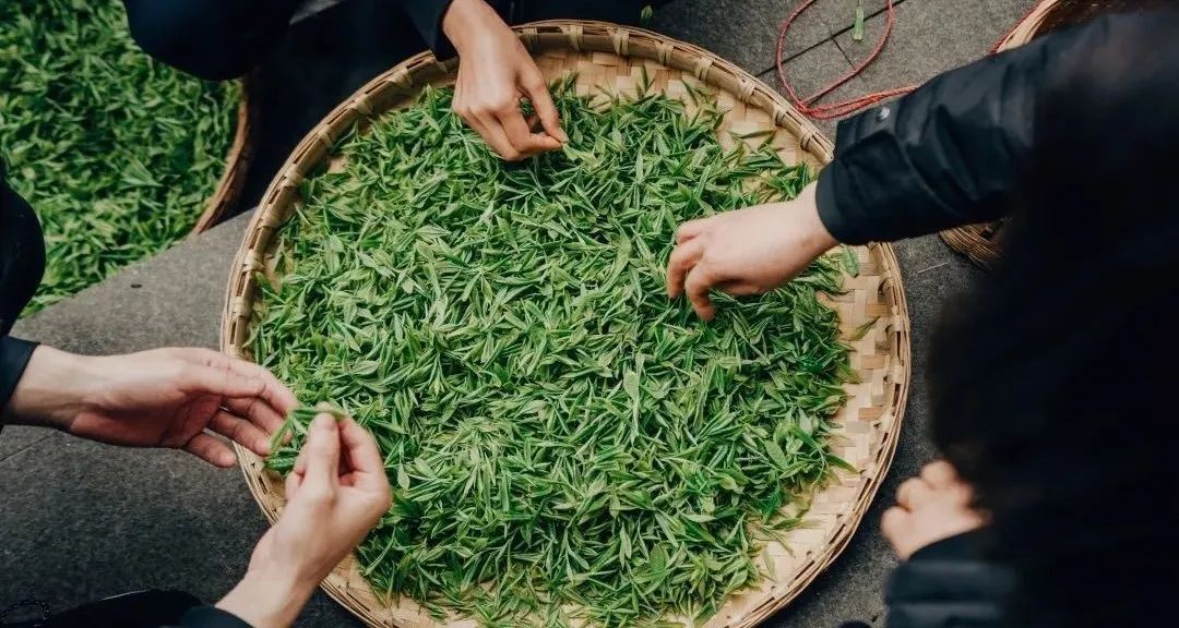 Tea Industry of Assam – Heritage & Flavors