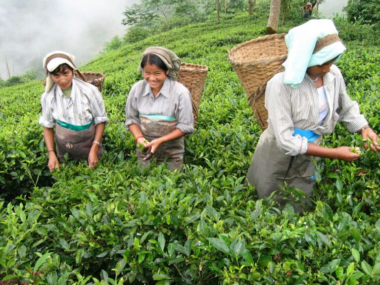 Tea Industry of Assam – Heritage & Flavors